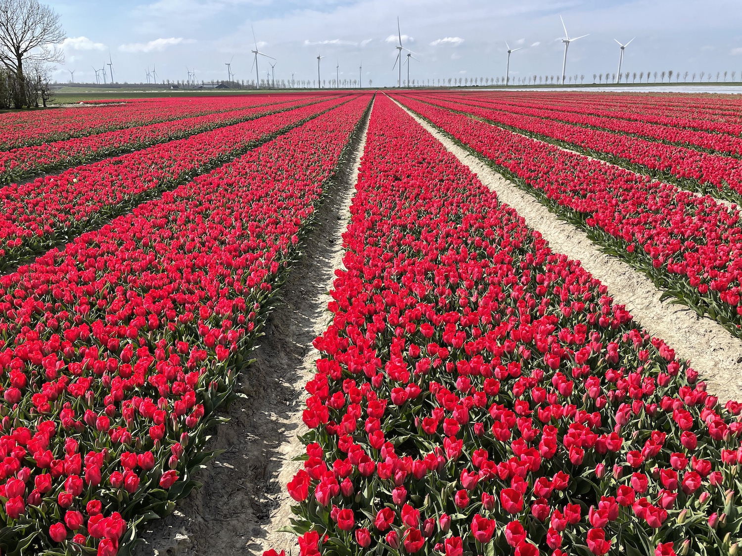 Naar de bollenvelden op Goeree-Overflakkee is tulpen kijken zonder drukte